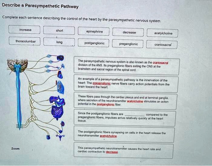 describe a parasympathetic pathway complete each sentence describing ...
