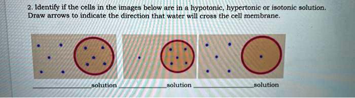 2 identify if the cells in the images below are in hypotonic hypertonic ...