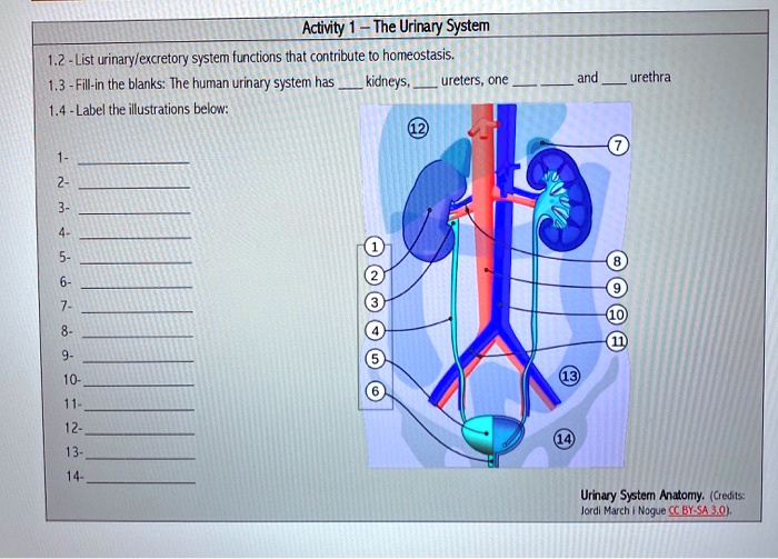 Activity: The Urinary System List urinary/excretory system functions ...