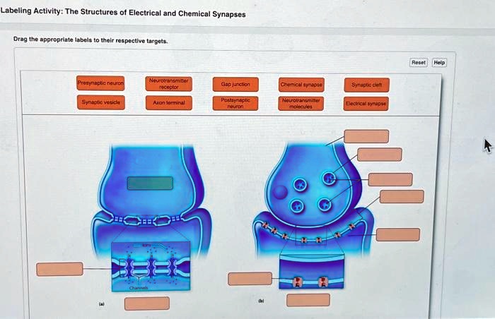 SOLVED: Texts: Labeling Activity: The Structures of Electrical and ...