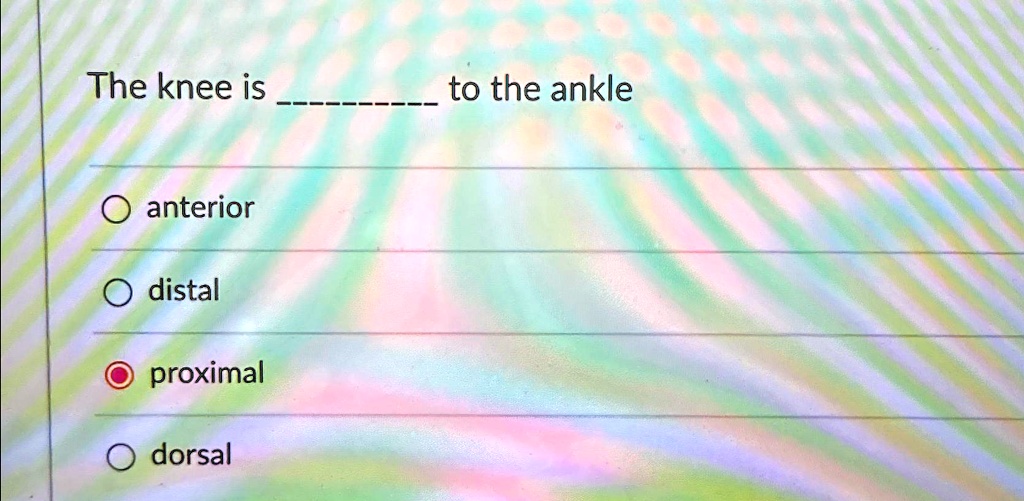 SOLVED: The knee is to the ankle anterior distal proximal dorsal The ...