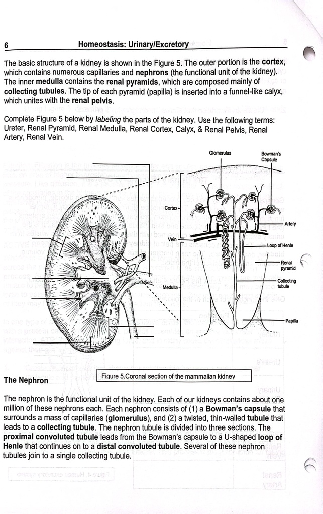 SOLVED: 6 Homeostasis: Urinary/Excretory The basic structure of a ...