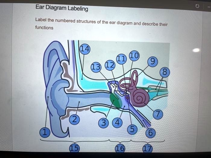 ear diagram labeling label the numbered structures of the ear diagram ...