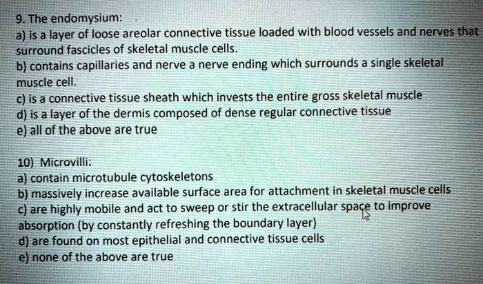 9. The endomysium: a) is a layer of loose areolar connective tissue ...