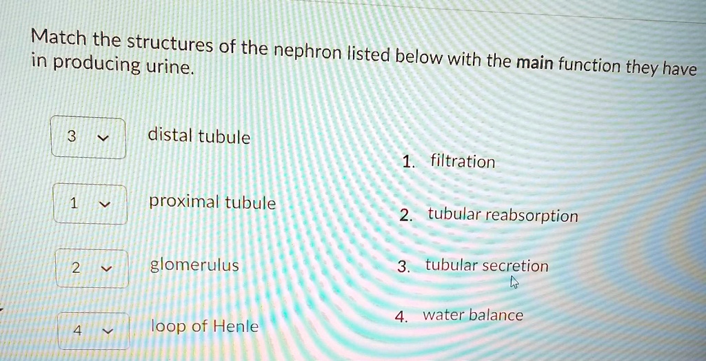 Match the structures of the nephron listed in producing urine. below ...