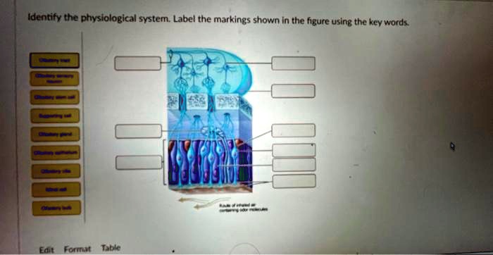 Identify the physiological system. Label the markings shown in the ...