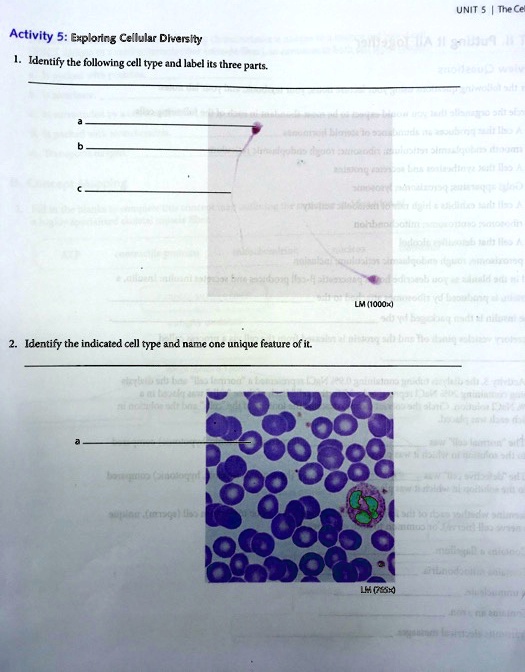 SOLVED: UNIT 5 | The Cell Activity 5: Exploring Cellular Diversity I ...