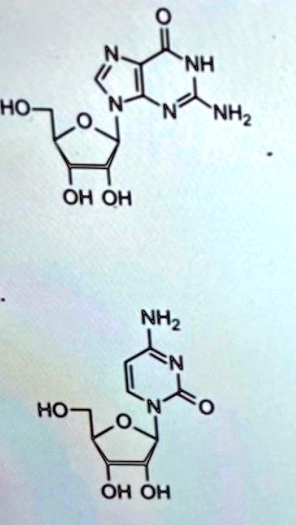 SOLVED: identify the bases and the monosaccharide used to form the ...