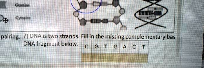 SOLVED: 4 pairing 71 DNA is two strands. Fill in the missing ...