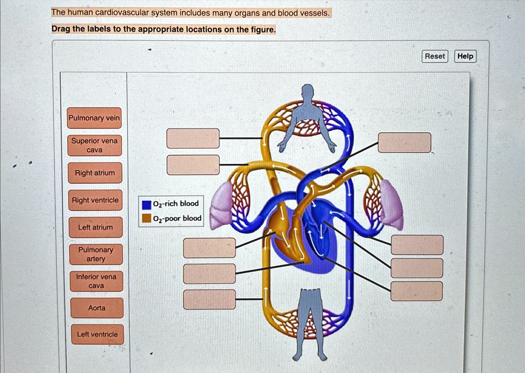 The human cardiovascular system includes many organs and blood vessels ...