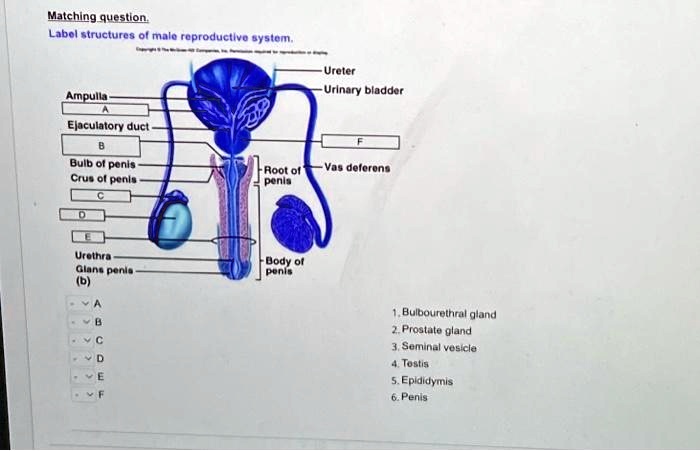 Matching question. Label structures of male reproductive system. Ureter ... Matching question. Label structures of male reproductive system. Ureter ...