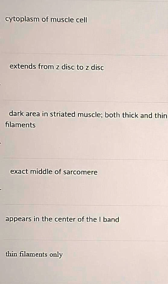 - cytoplasm of muscle cell extends from z disc to z disc dark area in ...
