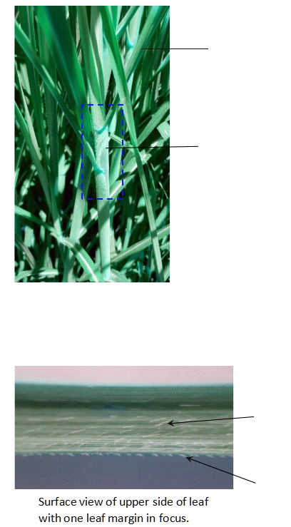 SOLVED: Surface view of upper side of leaf with one leaf margin in focus