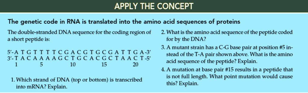 SOLVED: APPLY THE CONCEPT The genetic code in RNA is translated into ...