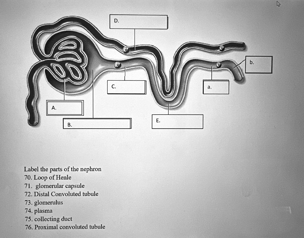 A. B. Label the parts of the nephron 70. Loop of Henle 71. glomerular ...