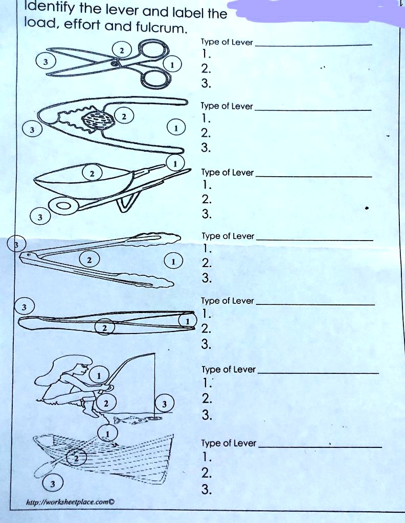 Types Of Levers Worksheet