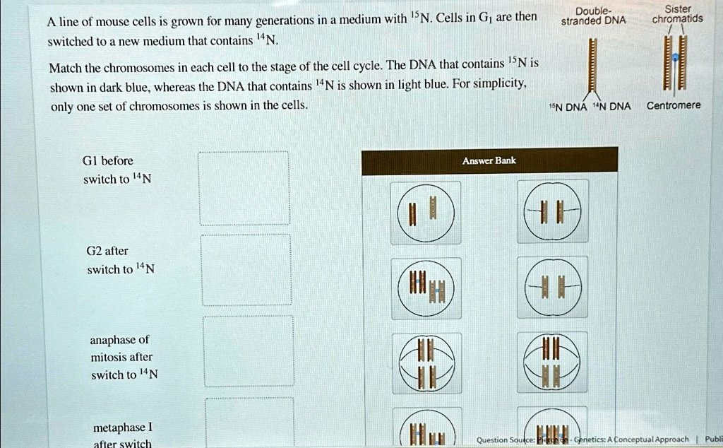 SOLVED: A line of mouse cells is grown for many generations in a medium with 15N. Cells in G1 ...