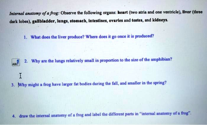 SOLVED: Internal anatomy of a frog: Observe the following organs: beart ...