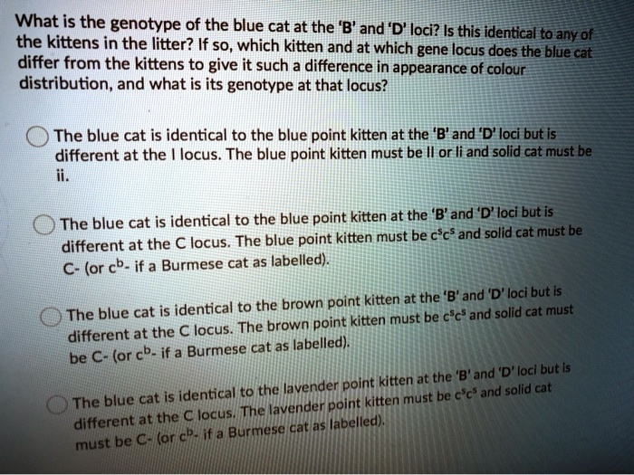 what is the genotype of the blue catat the b and d loci is this ...