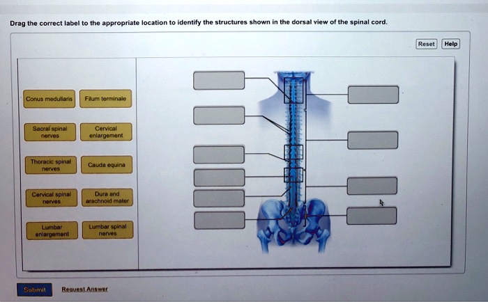 Drag the correct label to the appropriate location to identify the ...