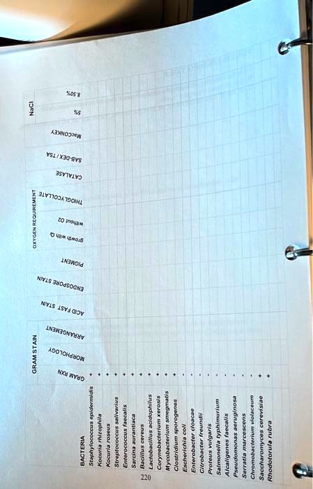 BACTERIA Staphylococcus epidermidis Kocuria rhizophila Kocuria roseus ...