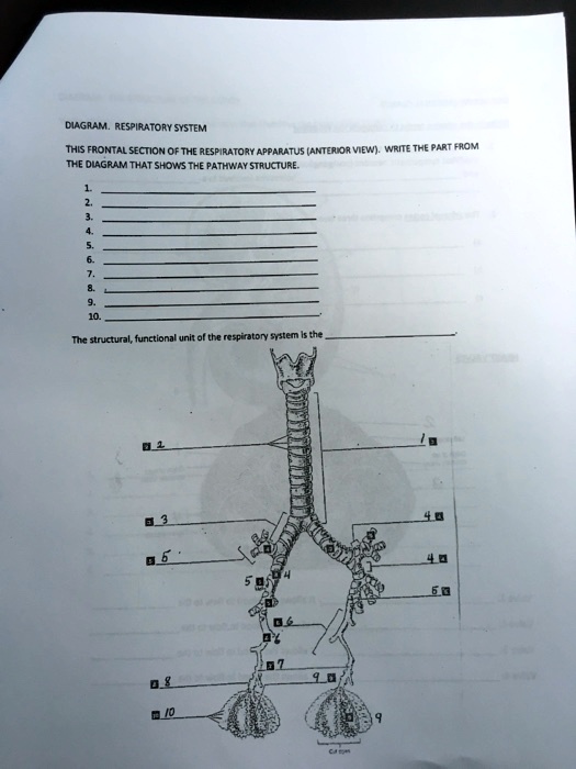 DIAGRAM. RESPIRATORY SYSTEM THIS FRONTAL SECTION OF THE RESPIRATORY ...
