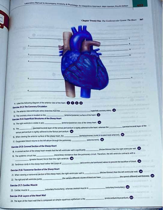 SOLVED: Texts: Laboratory Manual to Accompany Anatomy Physiology: An ...