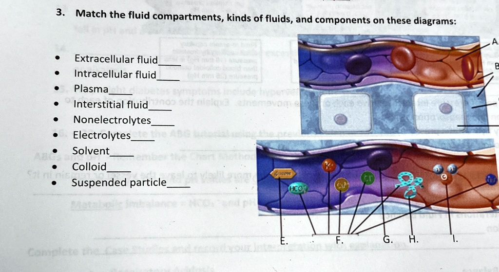 3. Match the fluid compartments, kinds of fluids, and components on these diagrams ...