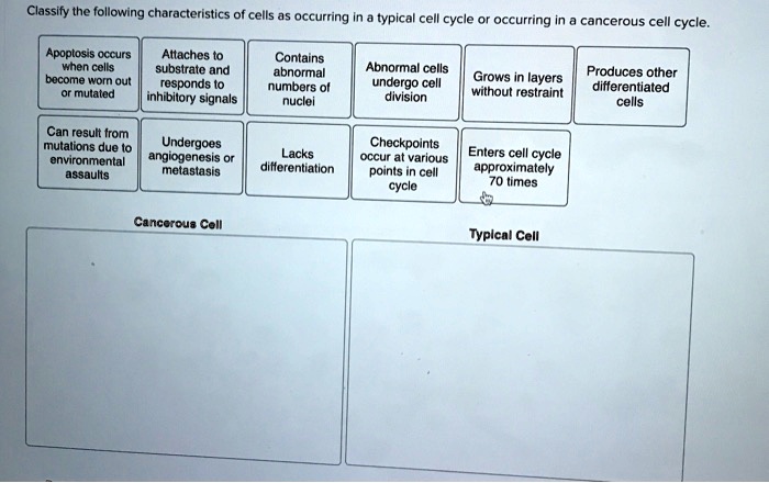 classify the following characteristics of cells as occurring in typical cell cycle or occurring ...