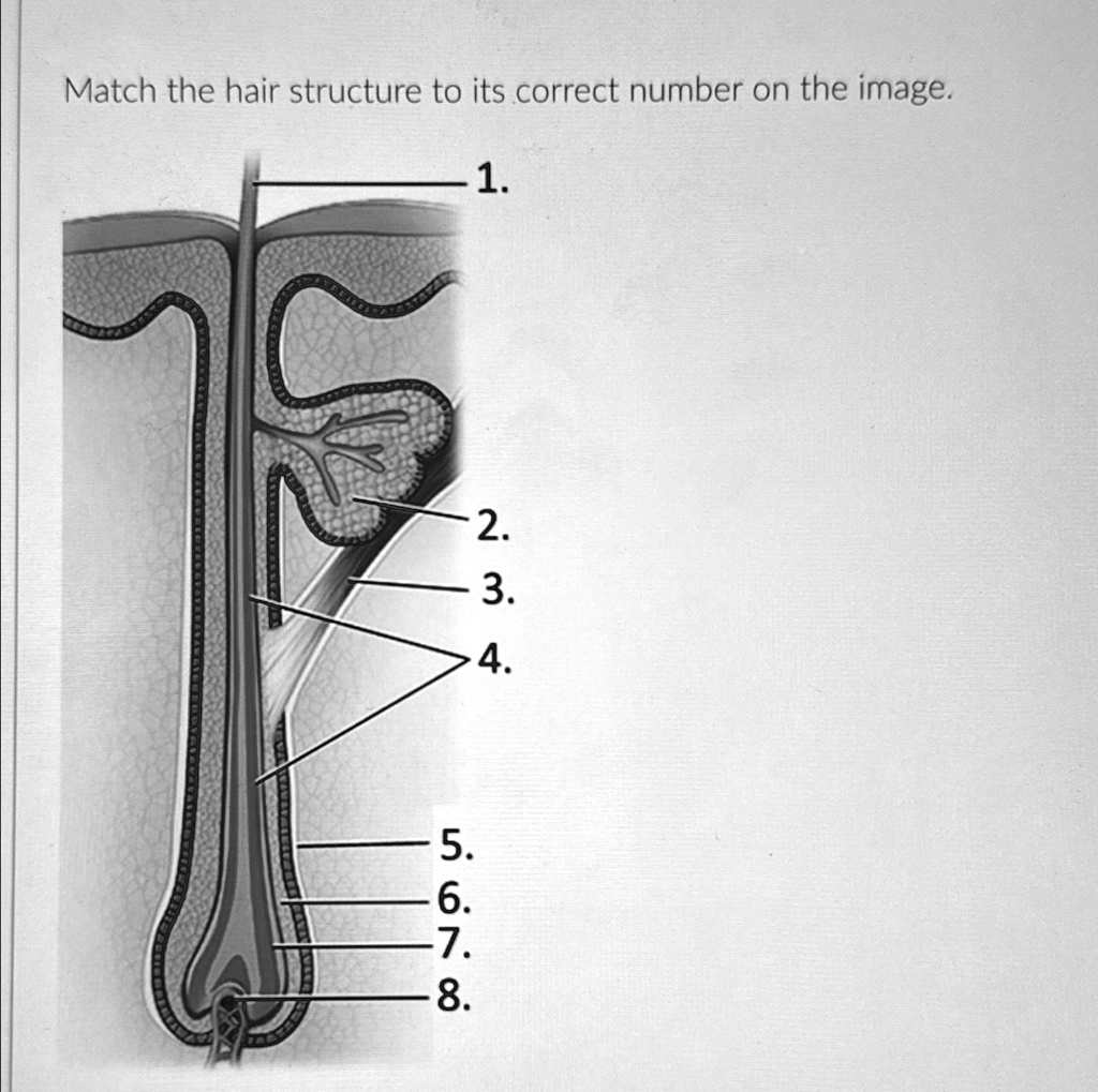 Match the hair structure to its correct number on the image. 1. 2. 3. 4 ...