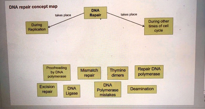 dna repair concept map dna repalr takes place iakes place during other ...
