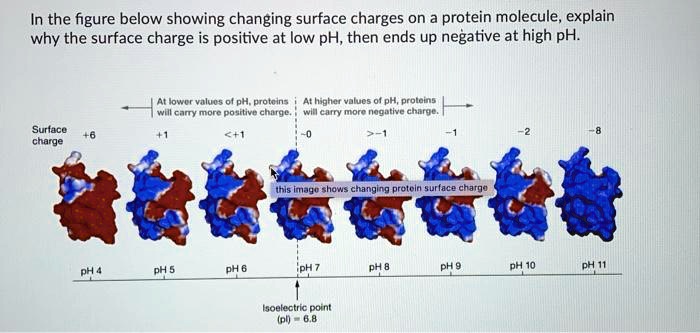 SOLVED: In the figure below showing changing surface charges on a ...