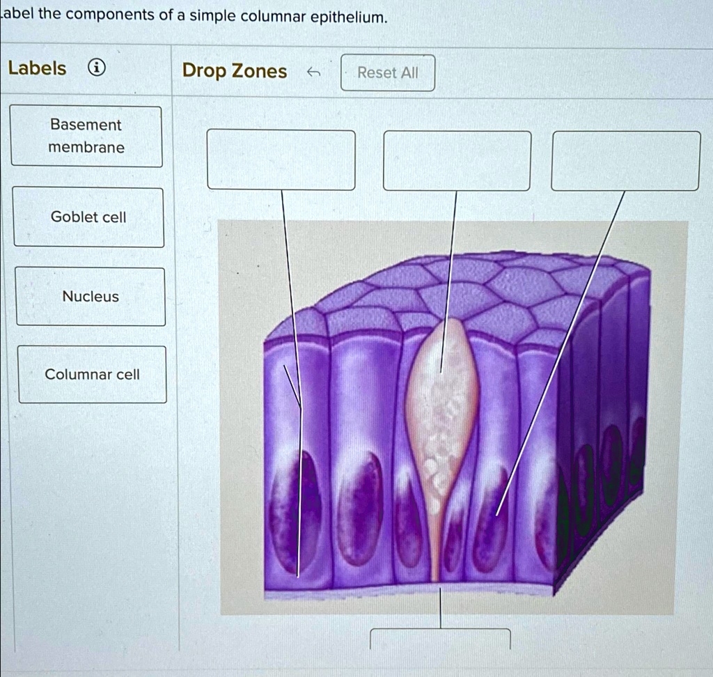 abel the components of a simple columnar epithelium. abel the ...