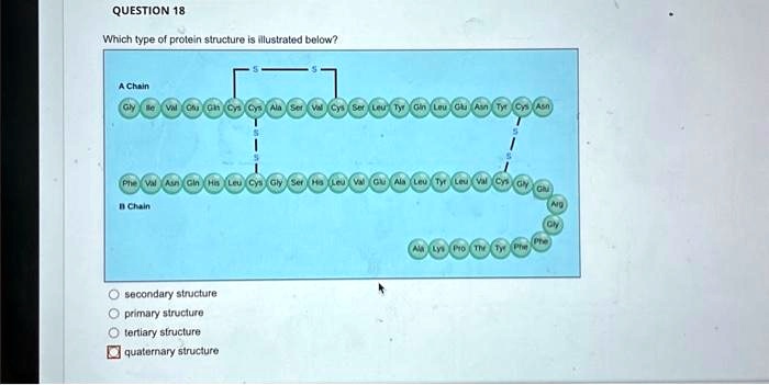 QUESTION 18 Which type of protein structure is illustrated below? A ...