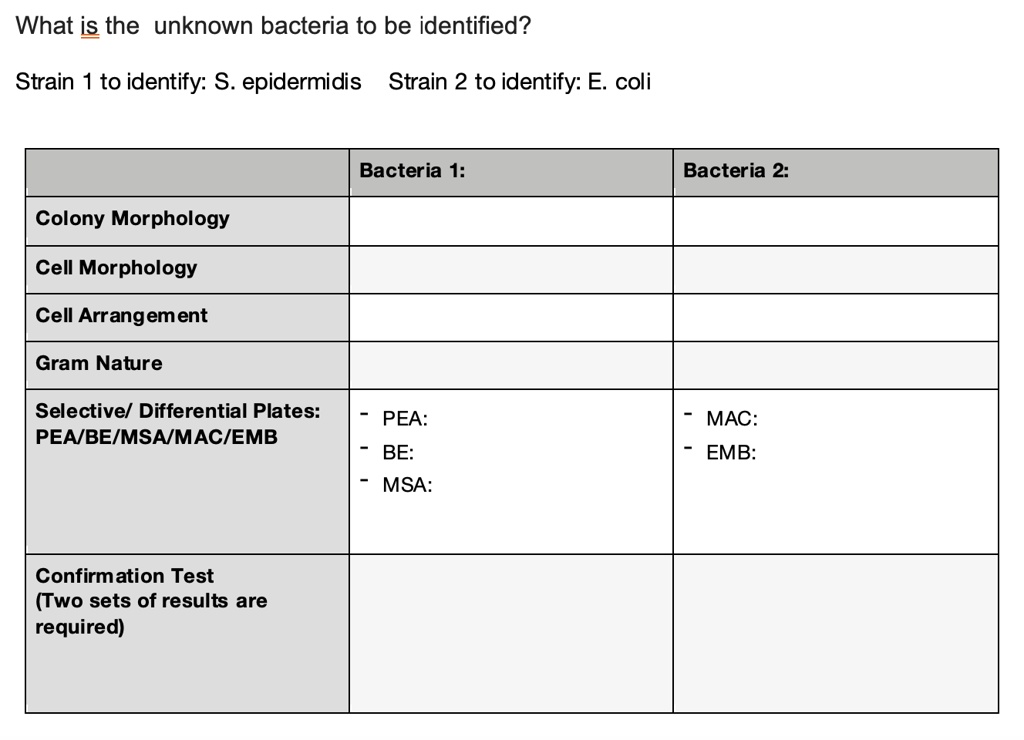 SOLVED: What js the unknown bacteria to be identified? Strain 1 to ...