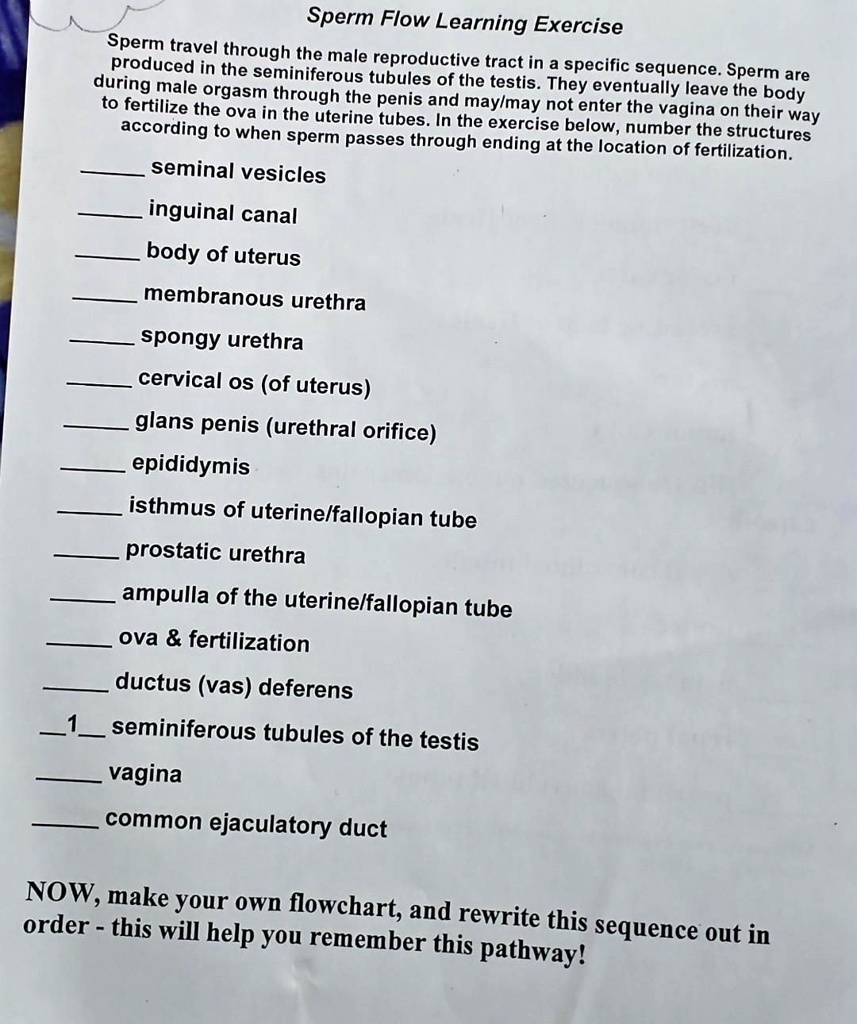 SOLVED: sperm flow Sperm Flow Learning Exercise seminal vesicles ...