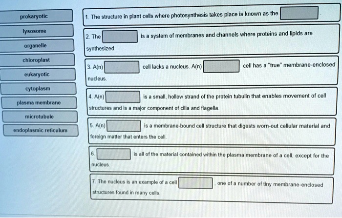 SOLVED: prokaryotic The structure in plant cells where photosynthesis ...