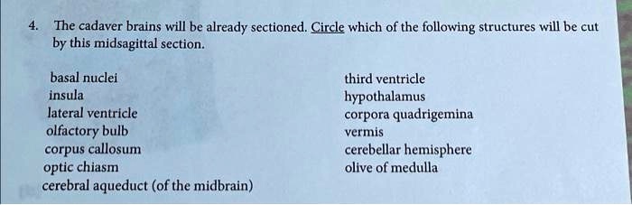 4. The cadaver brains will be already sectioned. Circle which of the ...