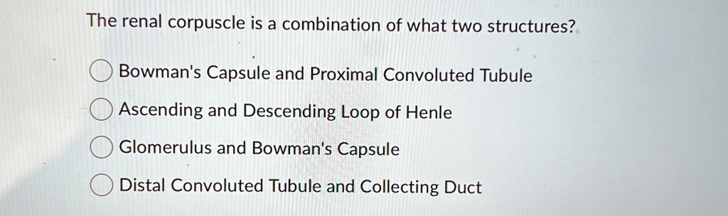 the renal corpuscle is a combination of what two structures bowmans capsule and proximal ...