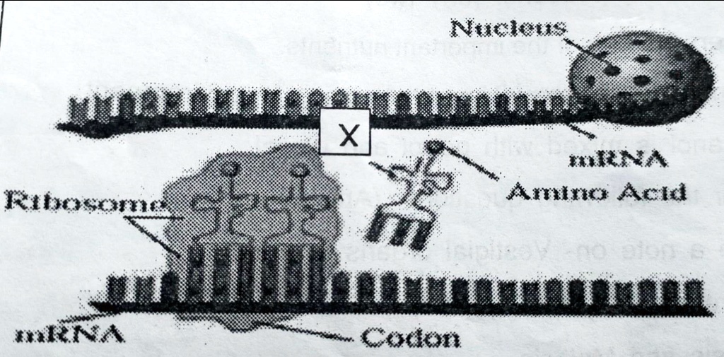 SOLVED: a) Identify the processes shown in the diagram. b) Identify the molecule labelled as 'X ...