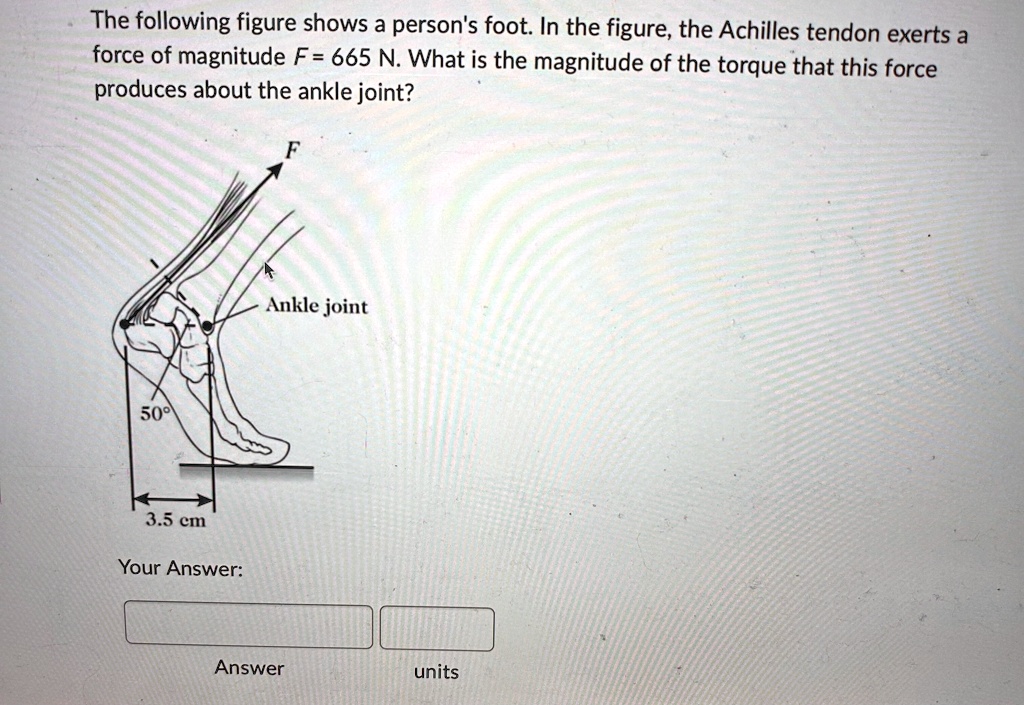 the following figure shows a persons foot in the figure the achilles ...