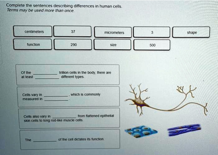Complete the sentences describing differences in human cells. Terms may be used more than once ...