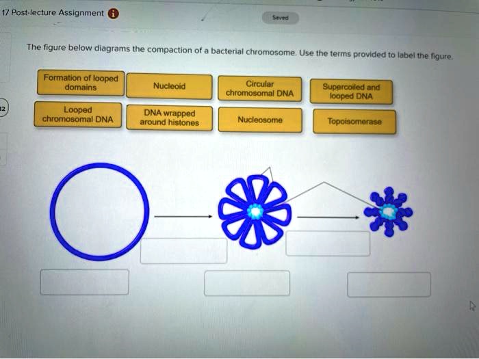 SOLVED: The figure below diagrams the compaction of bacterial ... SOLVED: The figure below diagrams the compaction of bacterial ...