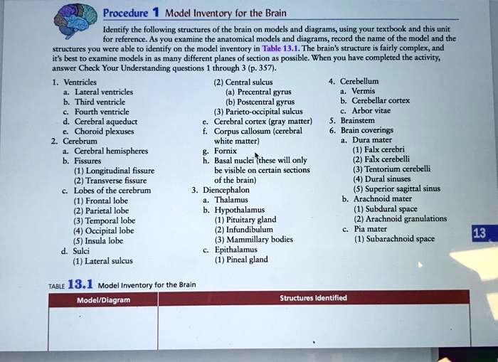 SOLVED: Procedure Model Inventory for the Brain Identify the following ...