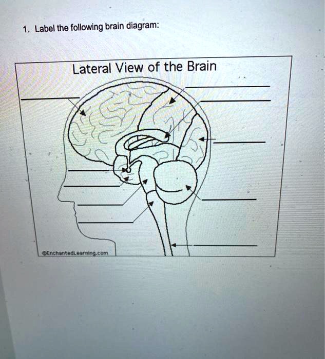 SOLVED: Label the following brain diagram: Lateral View of the Brain CEnchantedl eamina com