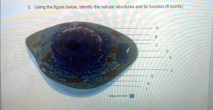 2 using the figure belowidentify the cellular structures and its ...