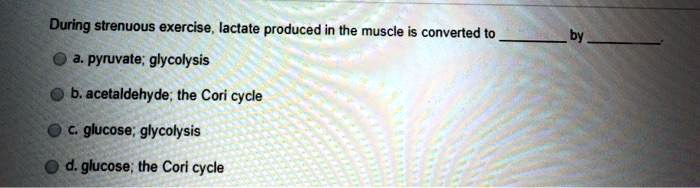 SOLVED: During strenuous exercise, lactate produced in the muscle is ...