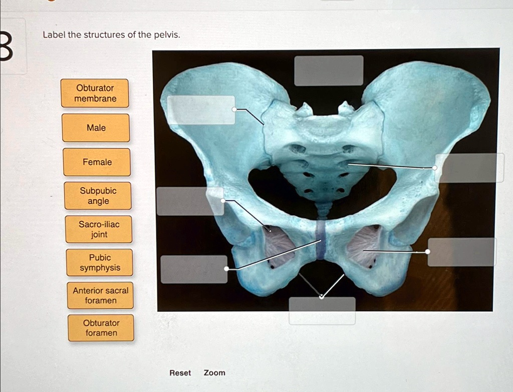 label the structures of the pelvis obturator membrane male female ...