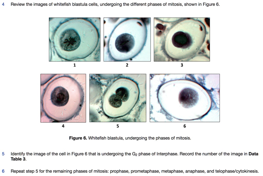 4 Review the images of whitefish blastula cells, undergoing the ...