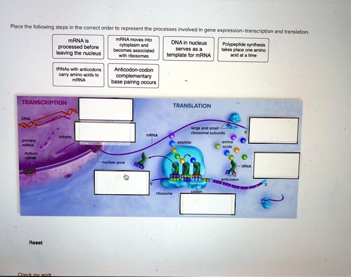 place the following steps the correct order t0 represent the drocesst involved gene expression ...